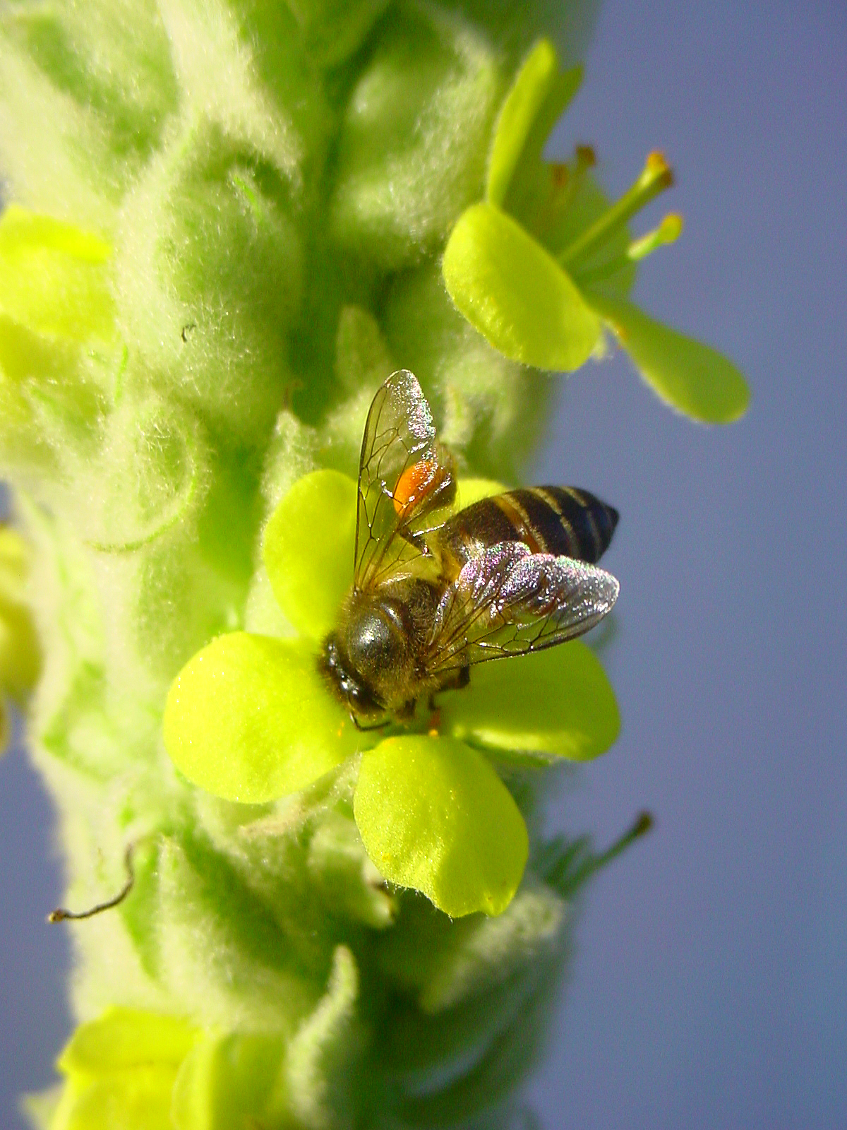 Connecting Culture and Ecology in the Nilgiri Biosphere Reserve