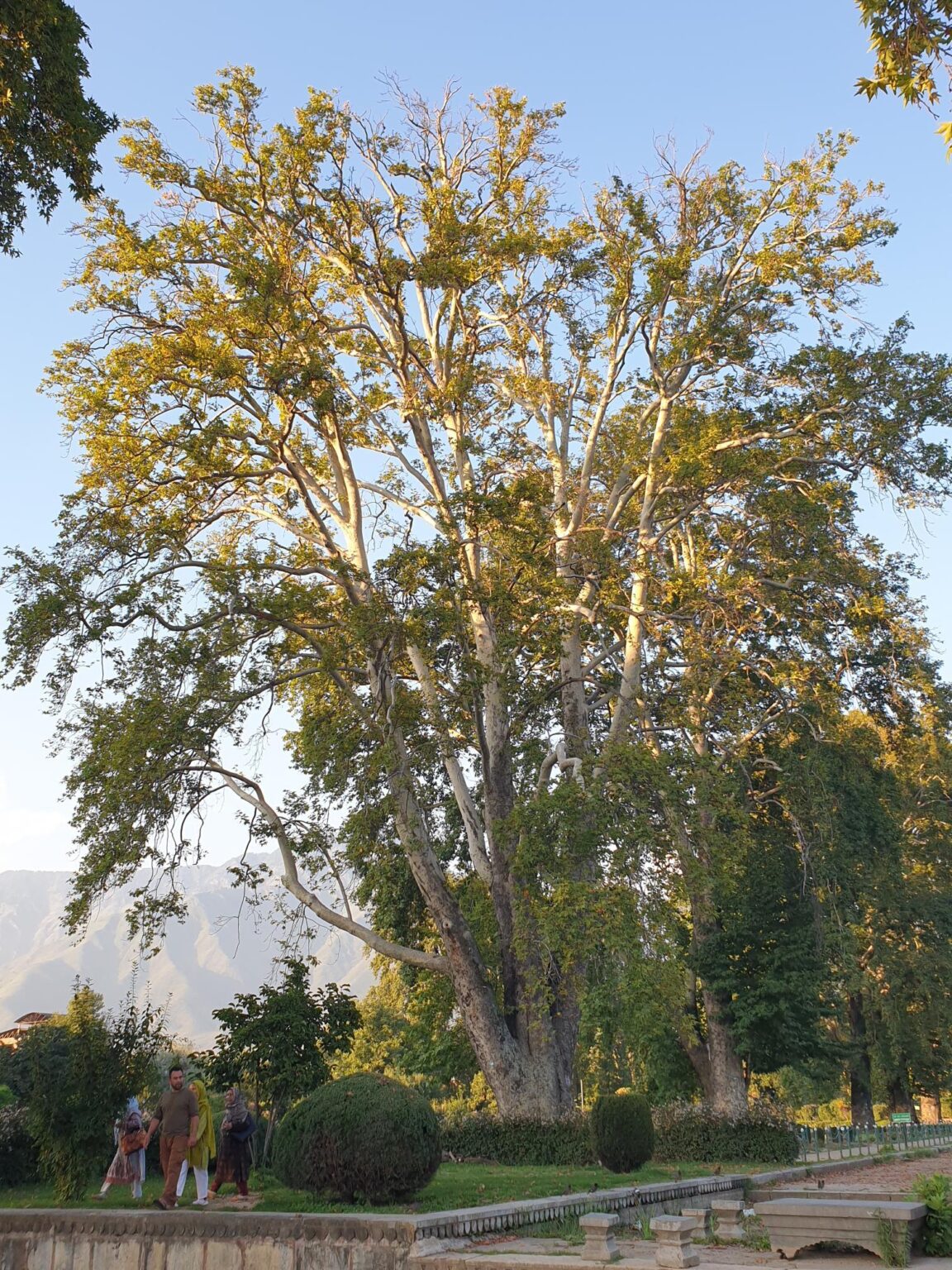 Celebrating the Magnificent Chinar Tree
