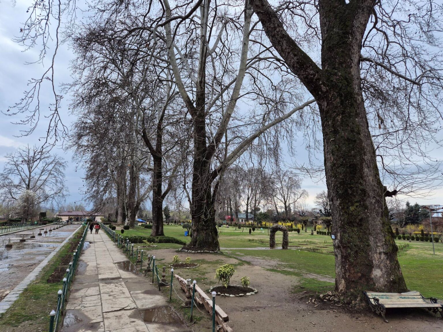 Celebrating the Magnificent Chinar Tree