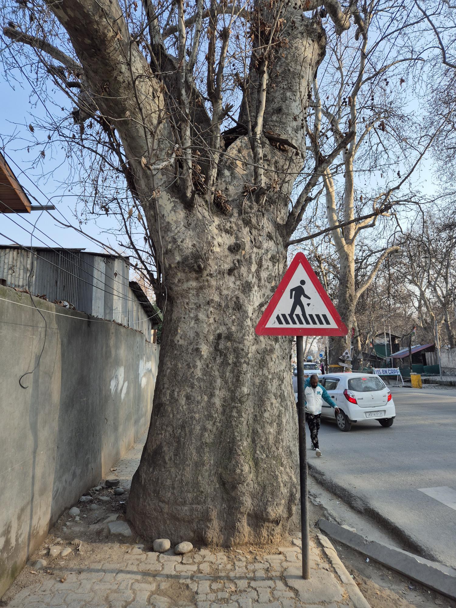 Celebrating the Magnificent Chinar Tree