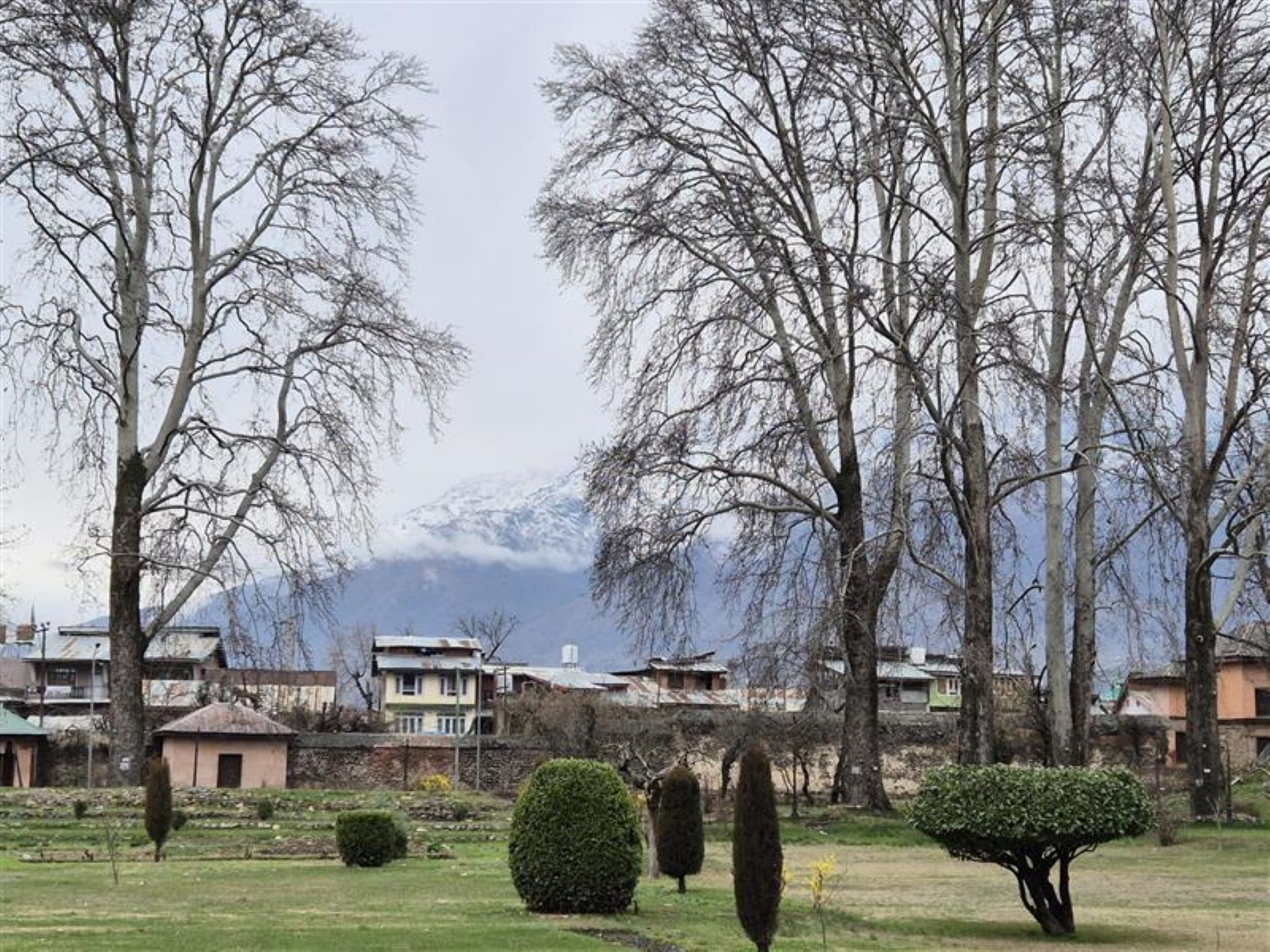 Celebrating the Magnificent Chinar Tree