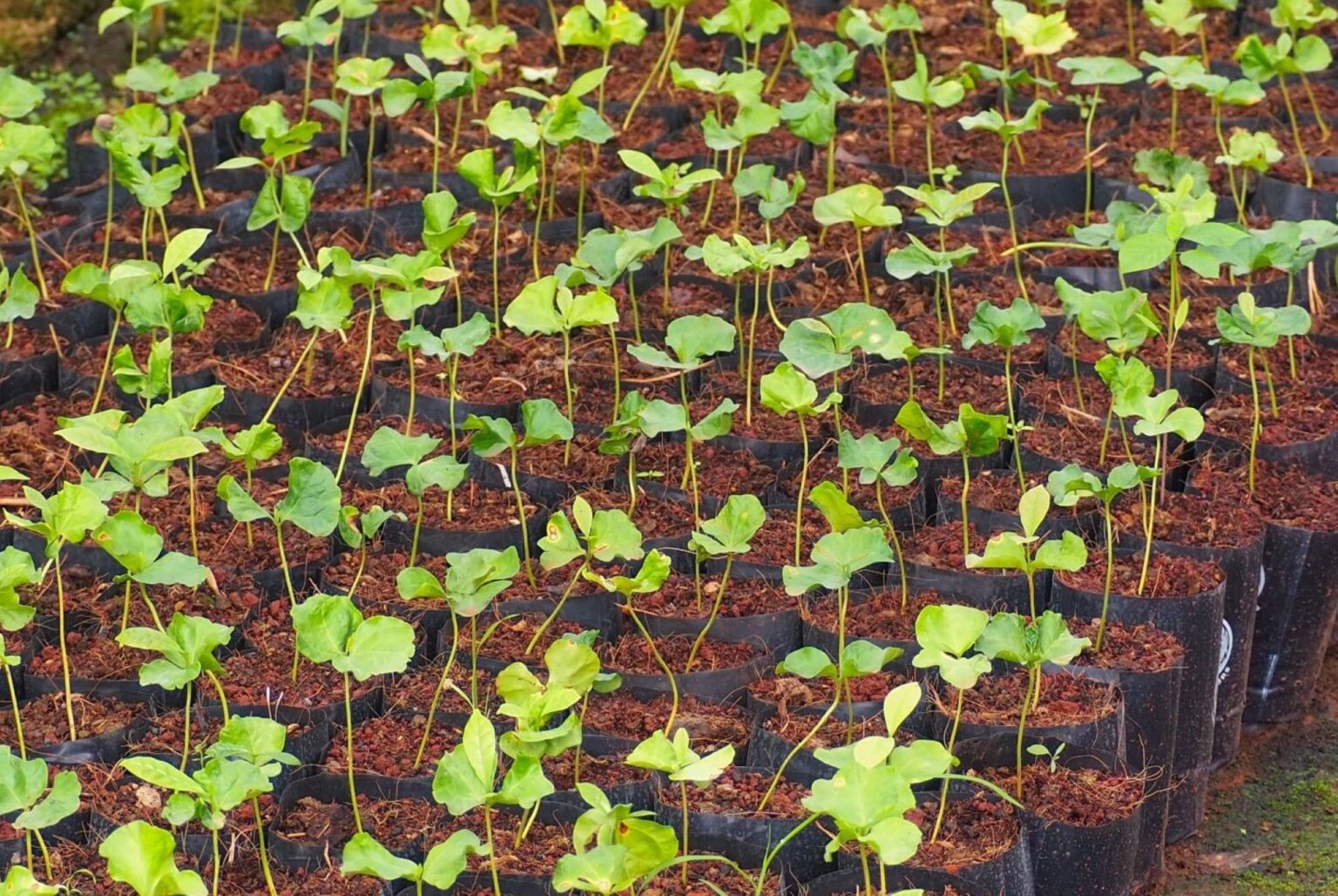 What are polyhydroxyalkanoates?